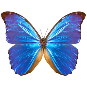 Morphidae / Blue Morphos
