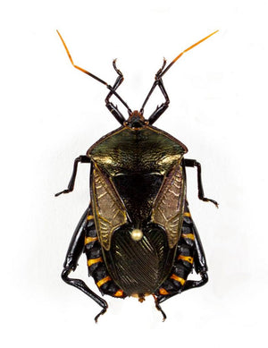 Hemiptera / True Bugs