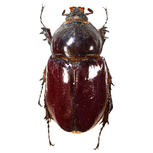 Dynastes centaurus PAIR #5