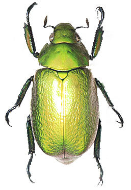 Plusiotis boucardi UNSPREAD