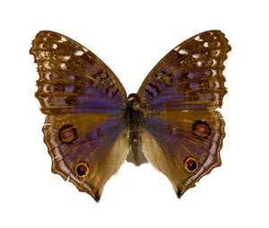 Precis rhadama FEMALE