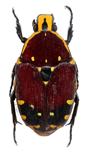 Euchroea histrionica