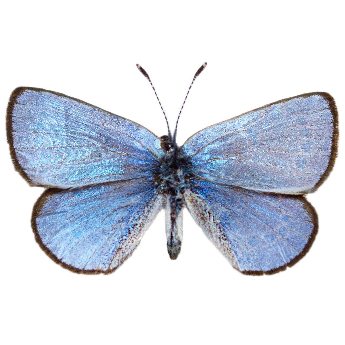 The Butterfly Company: Preserved Dried Butterflies & Insects