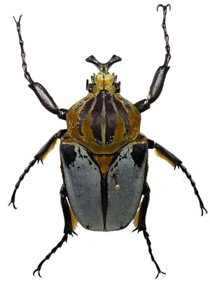 Goliathus cacicus