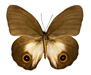 Taenaris scylla ssp.