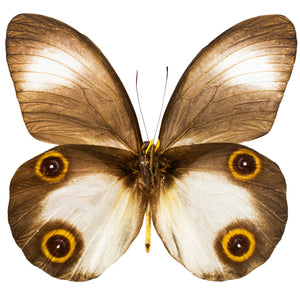 Taenaris scylla ssp.