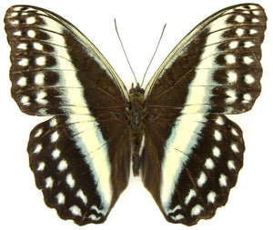 Cymothoe oemilius FEMALE